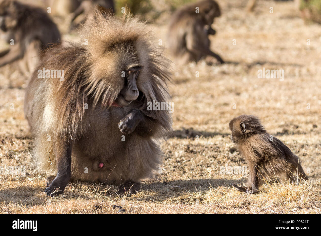 Male with infant. Gelada baboon, old world monkey, Theropithecus gelada ...