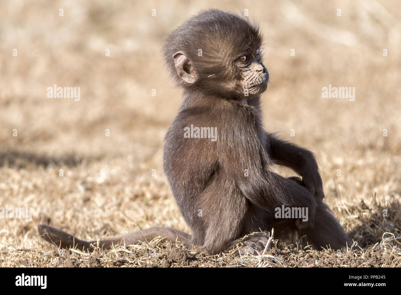 infant. Gelada baboon, old world monkey, Theropithecus gelada aka ...