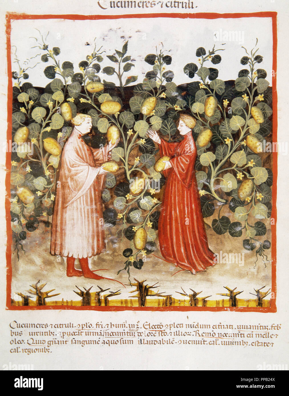 Medieval food manuscript hi-res stock photography and images - Alamy