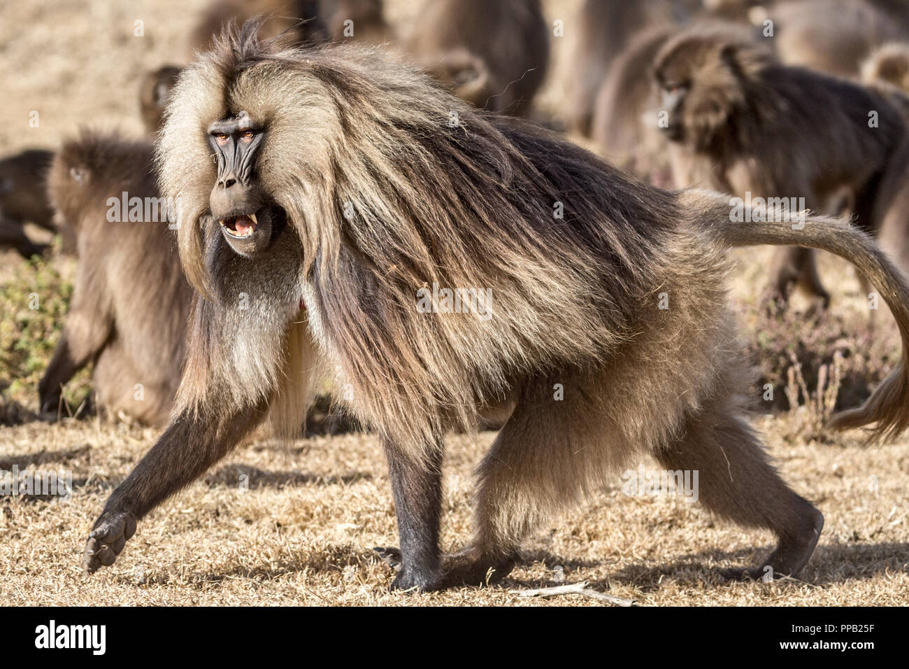 Male. Gelada baboon, old world monkey, Theropithecus gelada aka ...