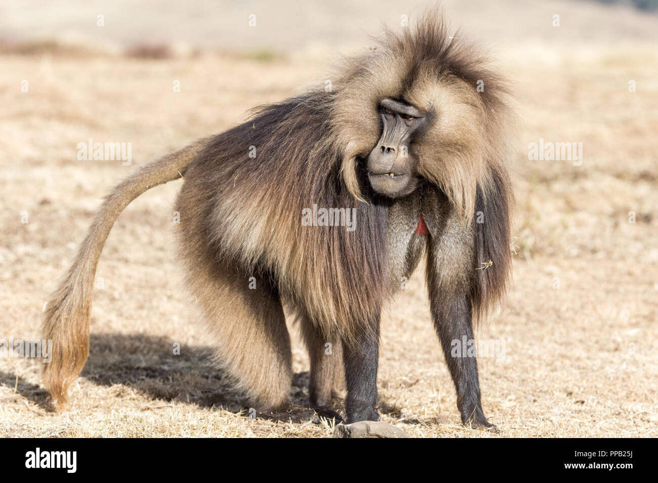 Male. Gelada baboon, old world monkey, Theropithecus gelada aka ...
