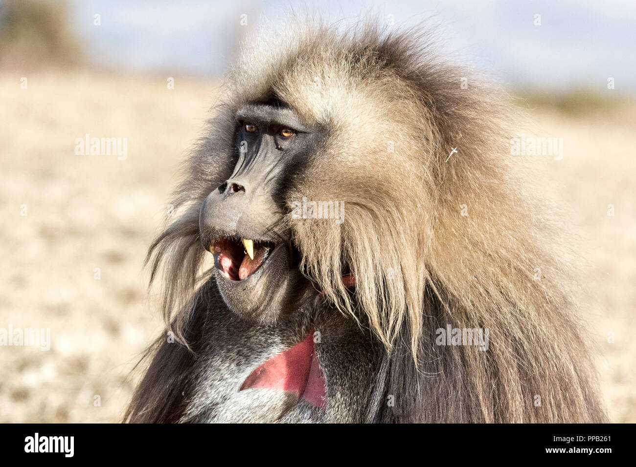 Male.Gelada baboon, old world monkey, Theropithecus gelada aka bleeding ...