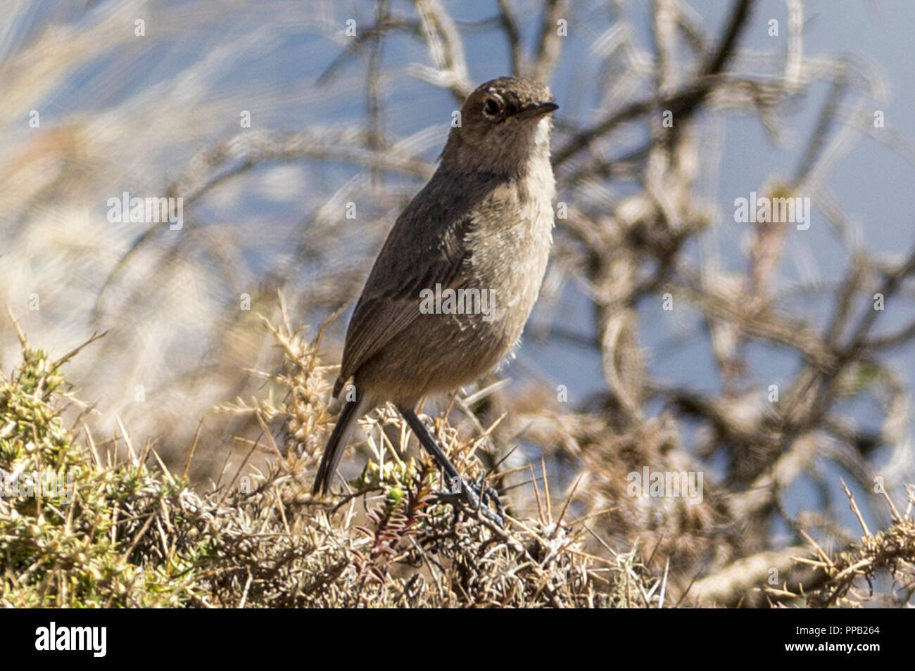 Moorland chat (Pinarochroa sordida), also known as the alpine chat or ...