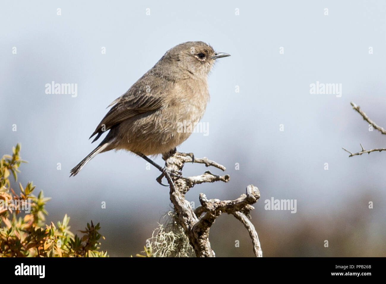 Moorland chat (Pinarochroa sordida), also known as the alpine chat or ...