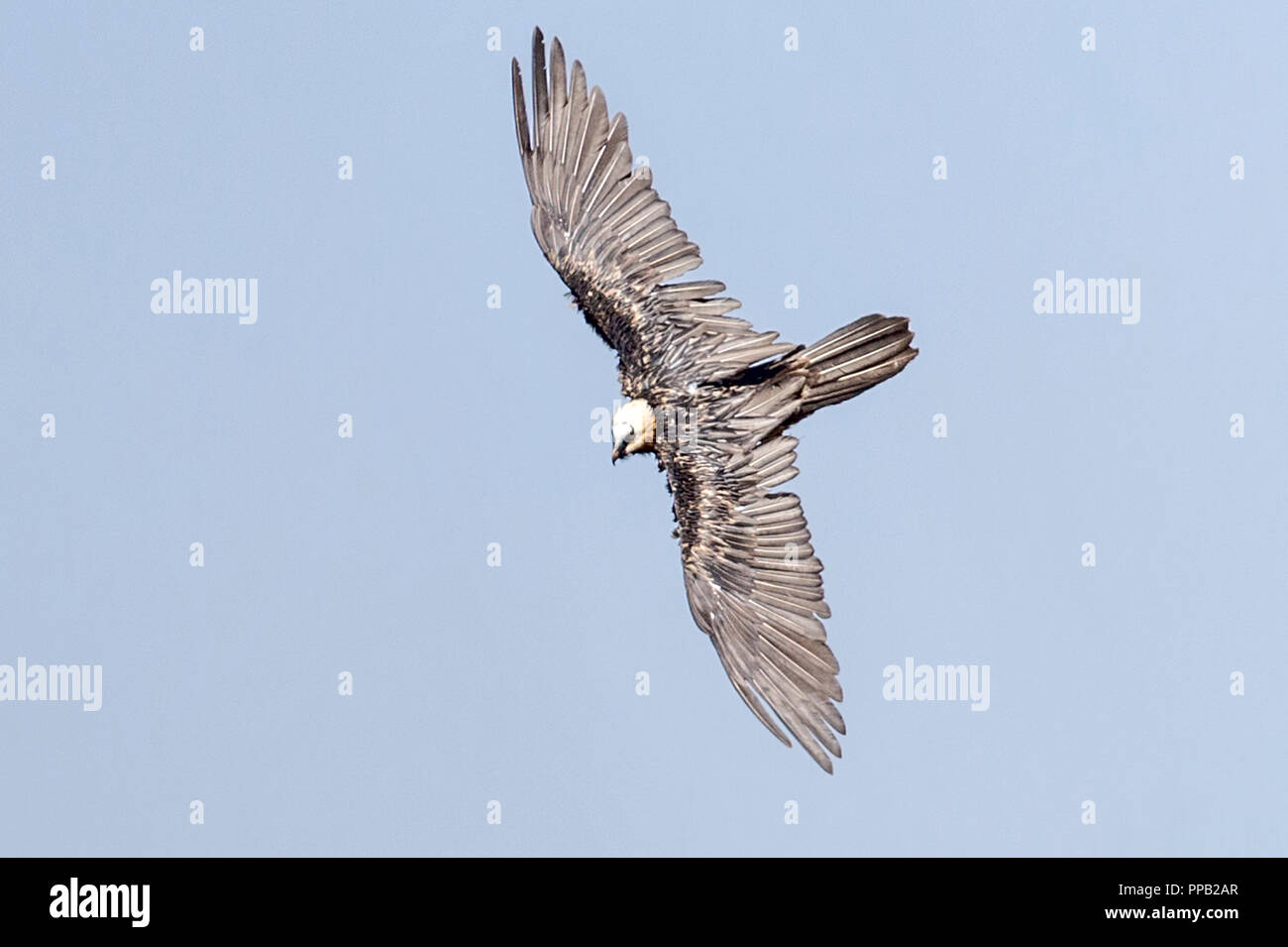 Bearded vulture, Gypaetus barbatus, aka lammergeier or ossifrage ...