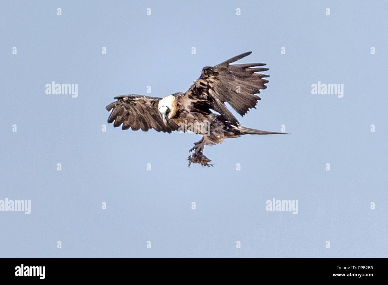 Bearded vulture bone hi-res stock photography and images - Alamy