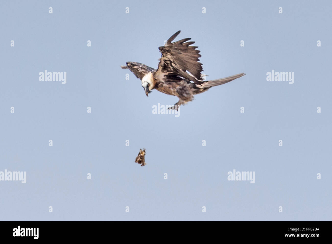 Bearded vulture, Gypaetus barbatus, aka lammergeier or ossifrage ...