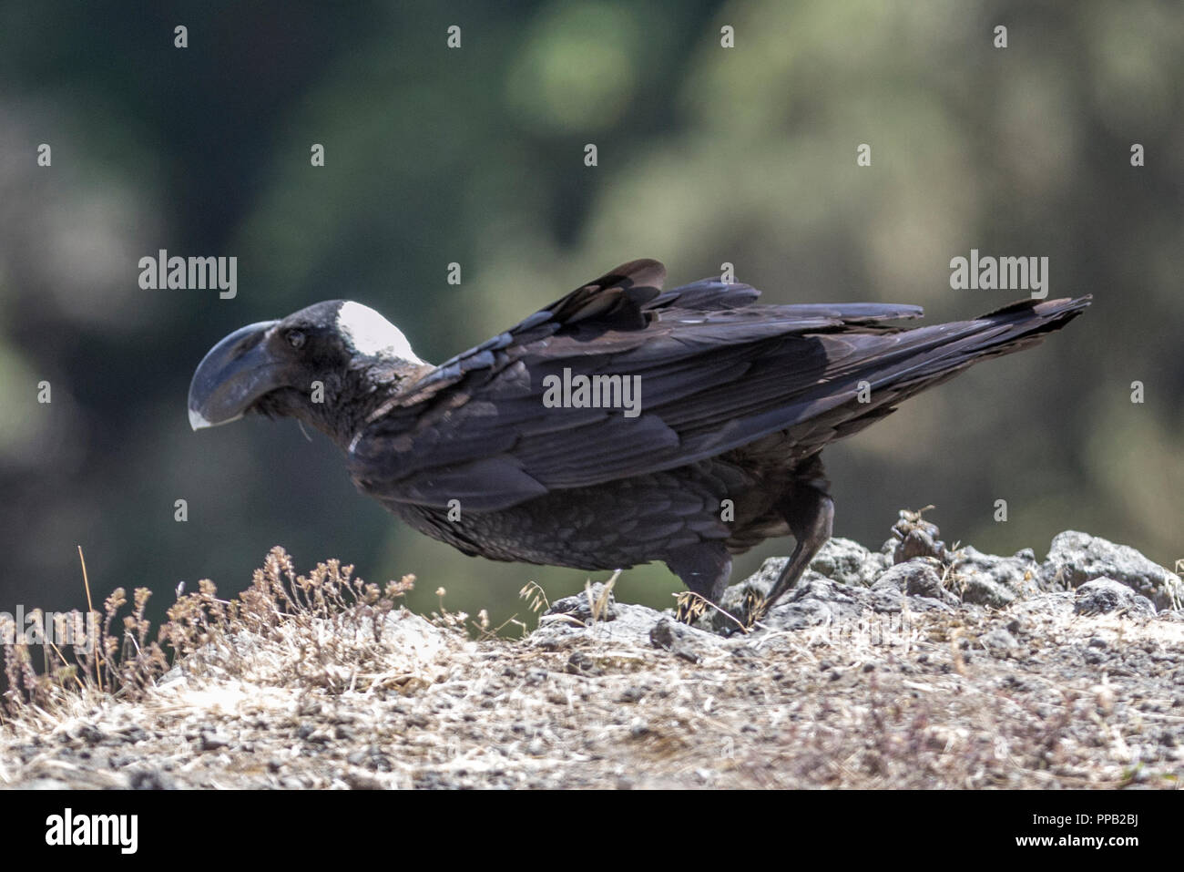 Thick-billed raven, Corvus crassirostris, Simiens National Park ...