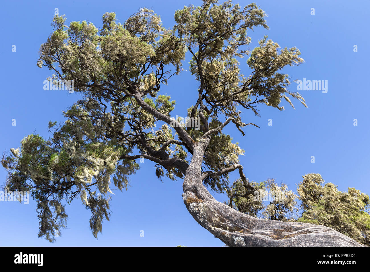 Simiens National Park, Ethiopia, tree with lichen Stock Photo - Alamy