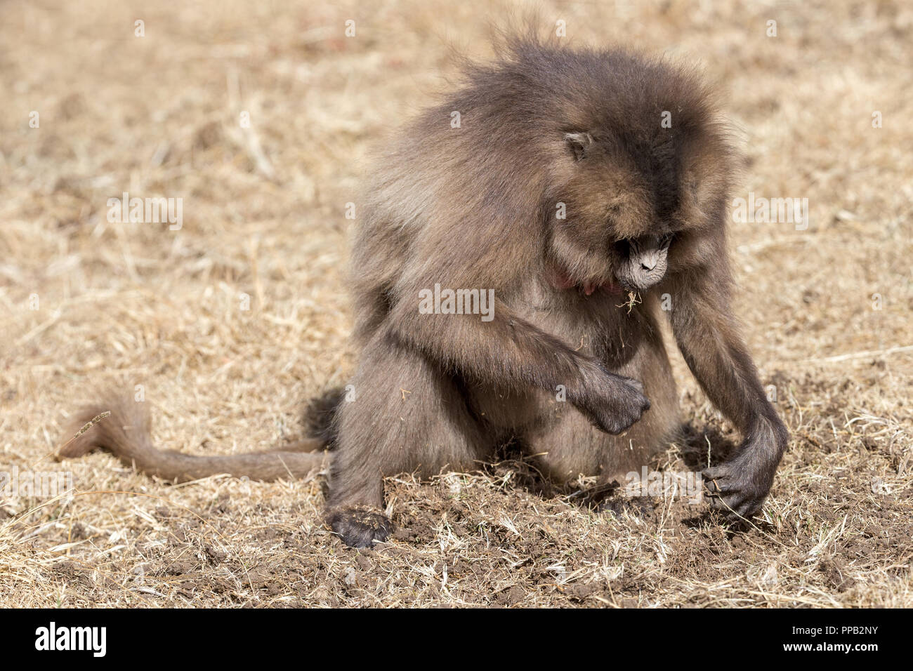 Female scratching ground for grass roots. Gelada baboon, old world ...