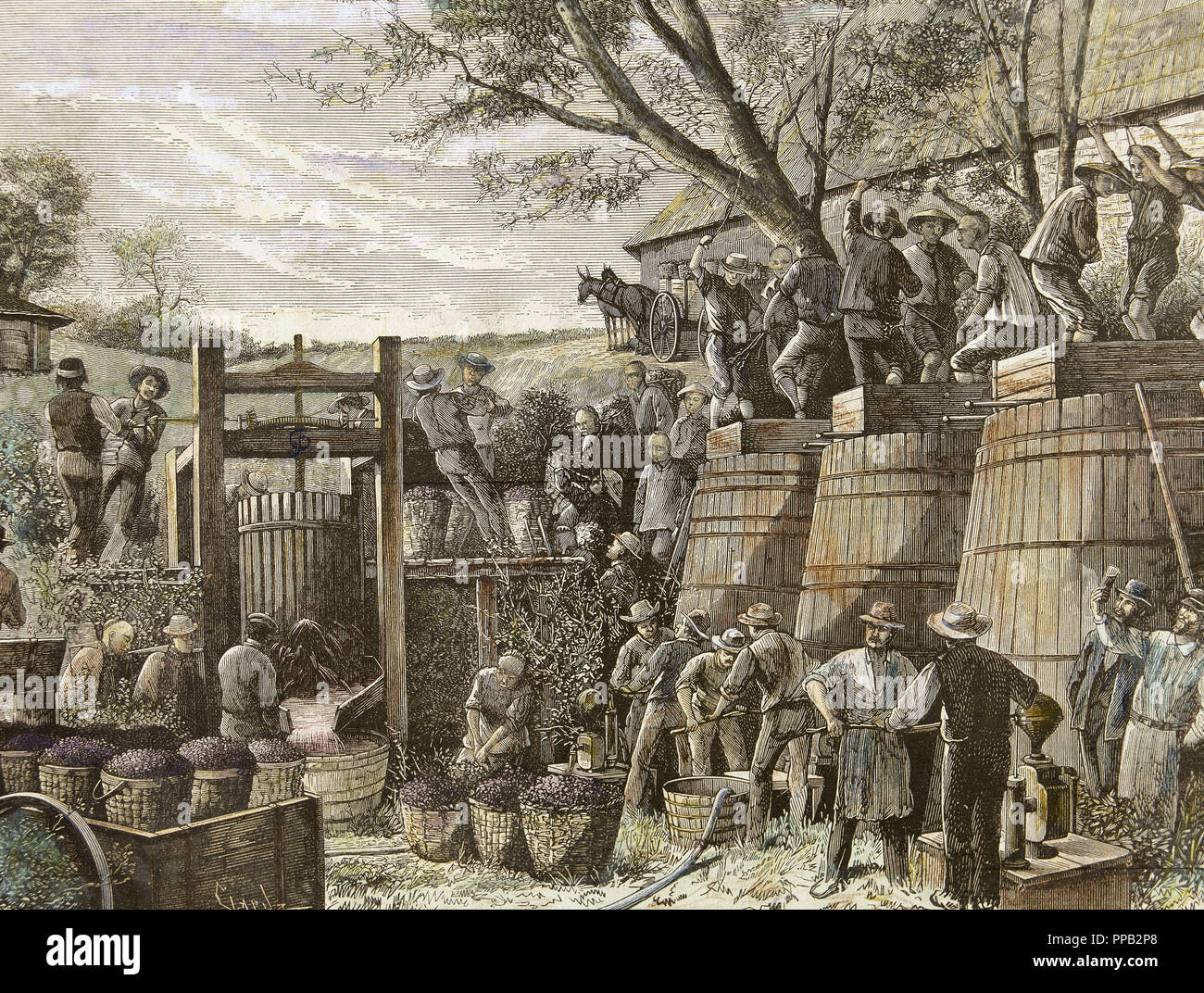 USA. California. 19th century. Chinese workers treading grapes ...