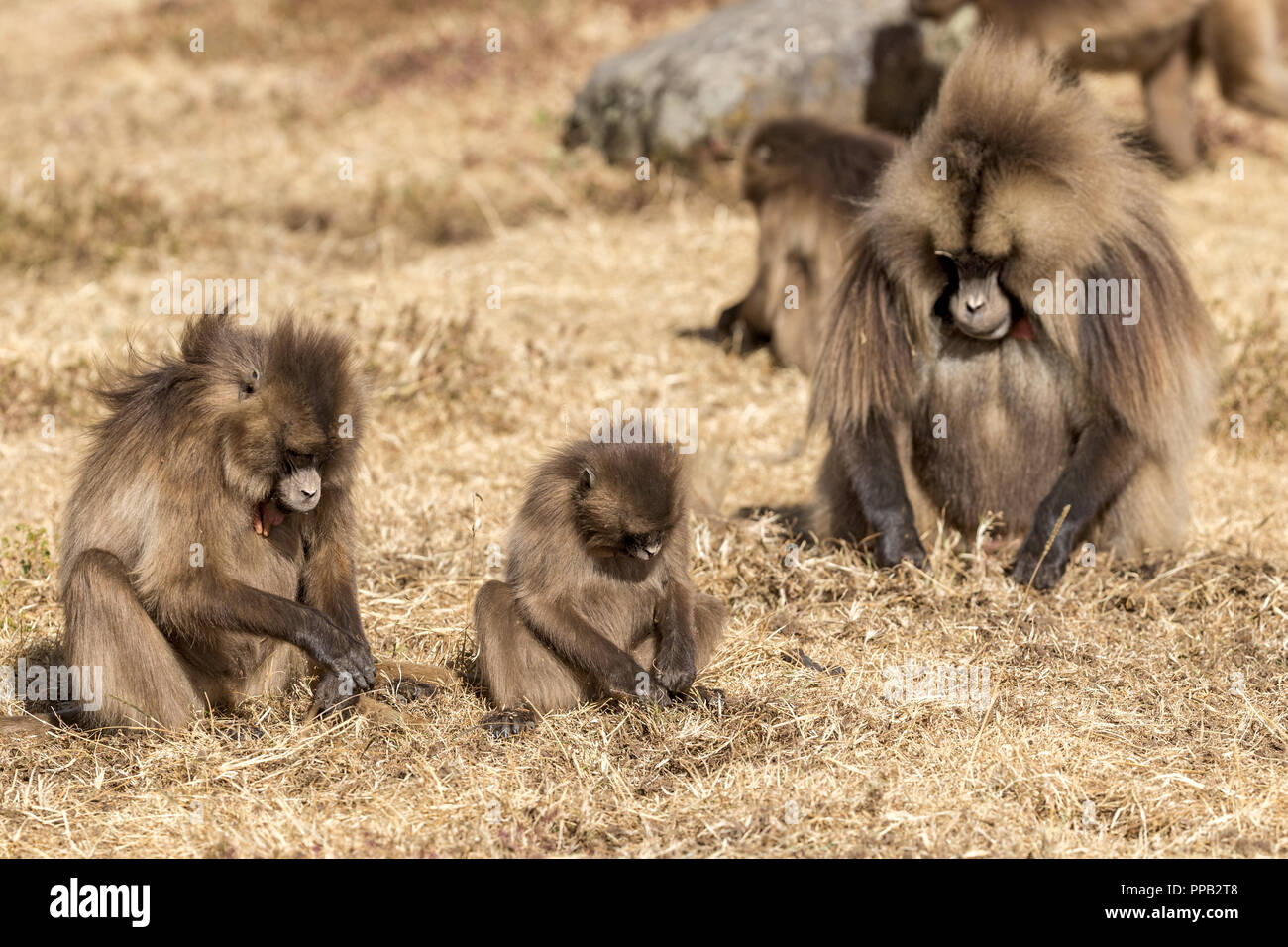 Scratching ground to expose roots of the grass. Adult female, infant ...