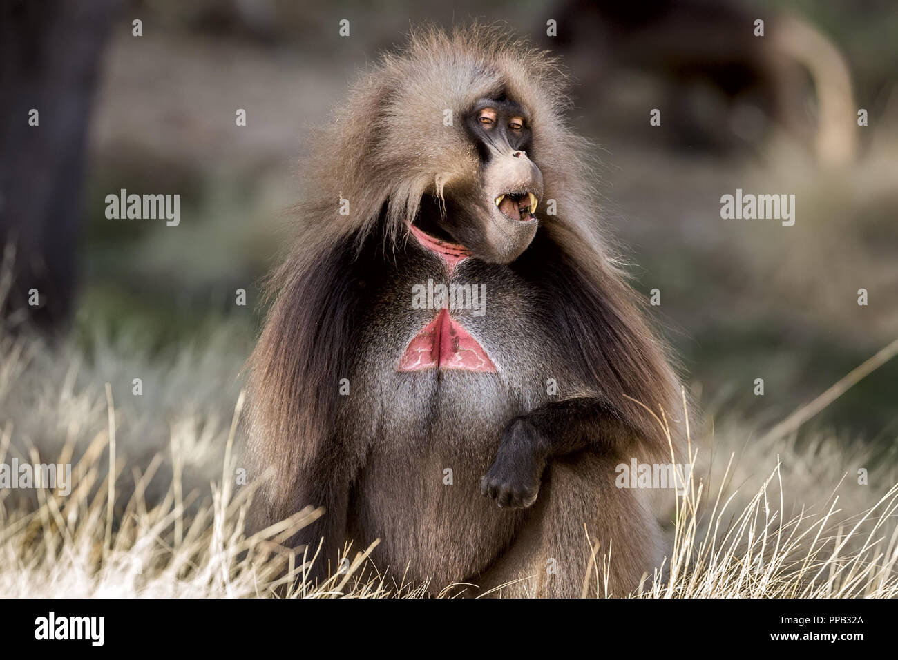 Long haired baboon hi-res stock photography and images - Alamy