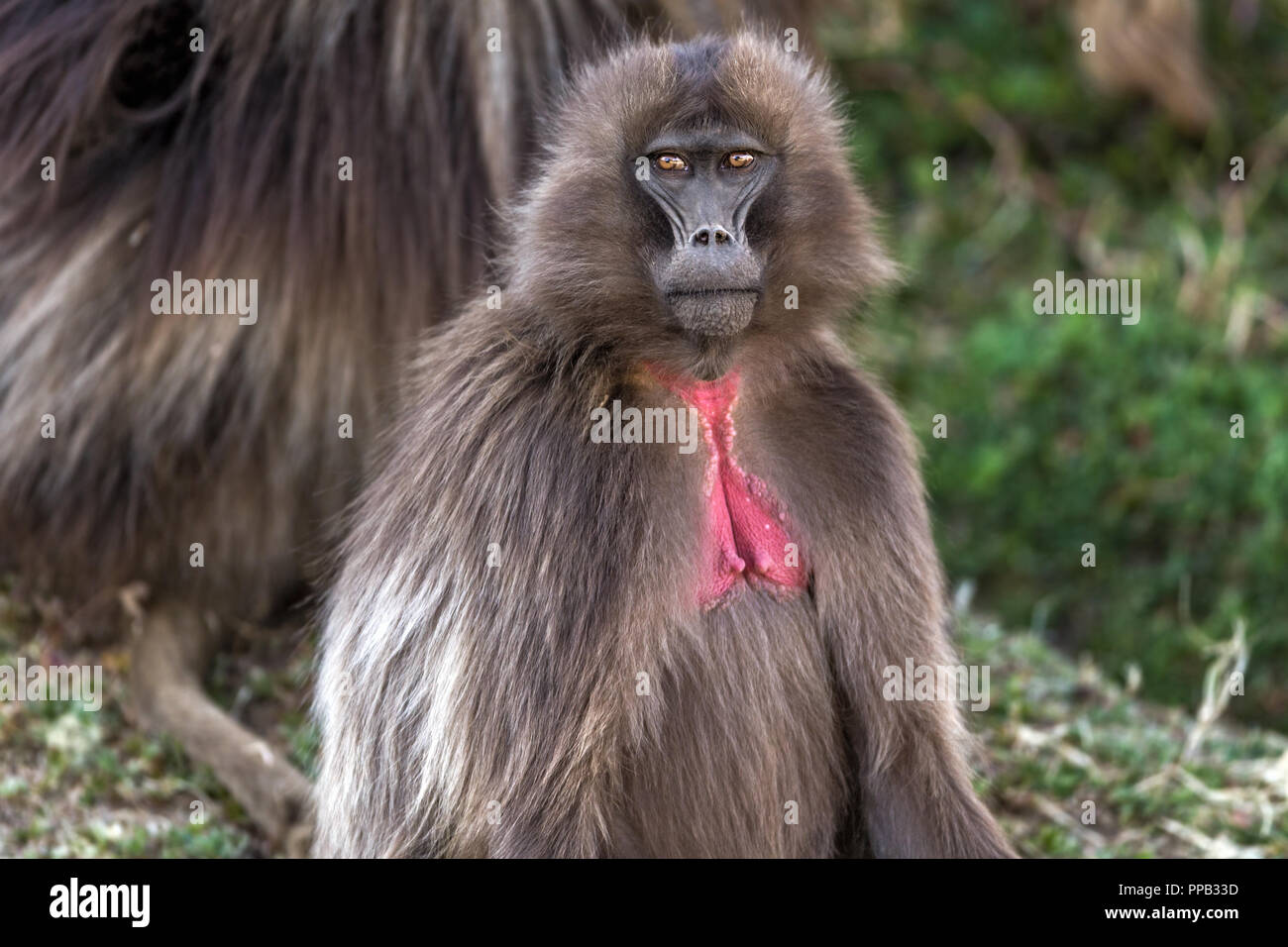 Adult female. Gelada baboon, Theropithecus gelada aka bleeding-heart ...
