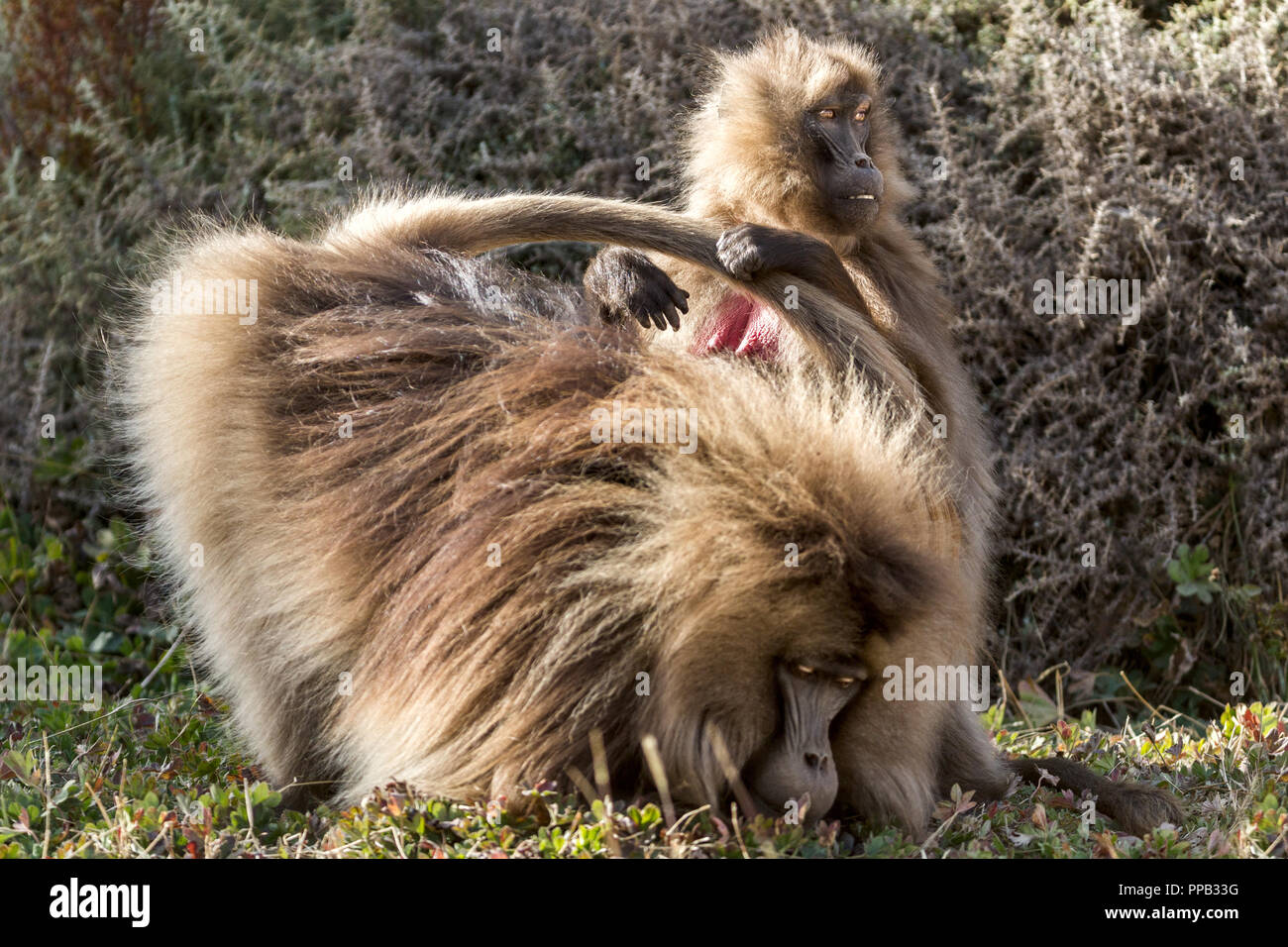 Adult female grooming adult male.Gelada baboon, old world monkey ...