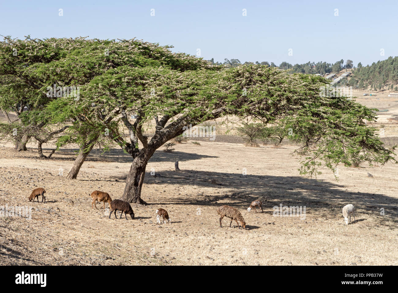 Acacia Tree near Gondar in bloom, Ethiopia Stock Photo - Alamy