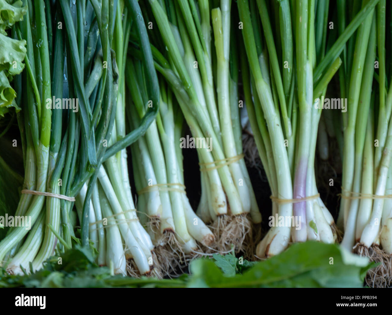 Fresh onion with roots Stock Photo - Alamy