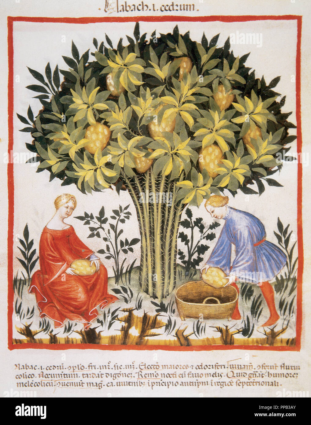 Medieval family tree hi-res stock photography and images - Alamy