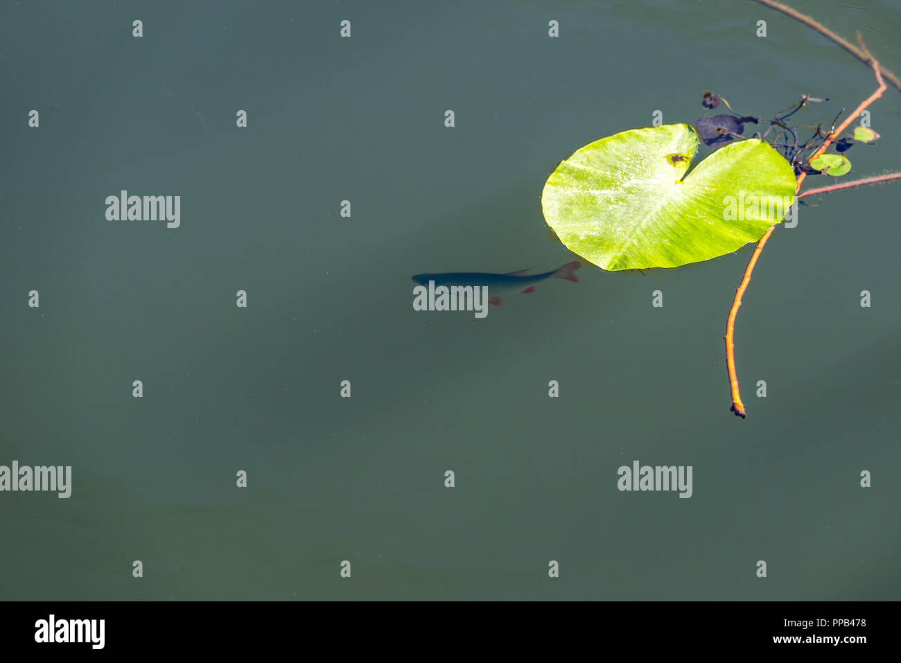A Fish swimming in a river Stock Photo - Alamy