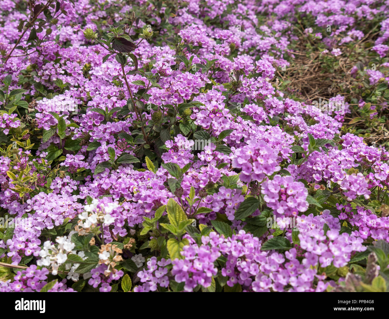 Purple lantana flower hi-res stock photography and images - Alamy