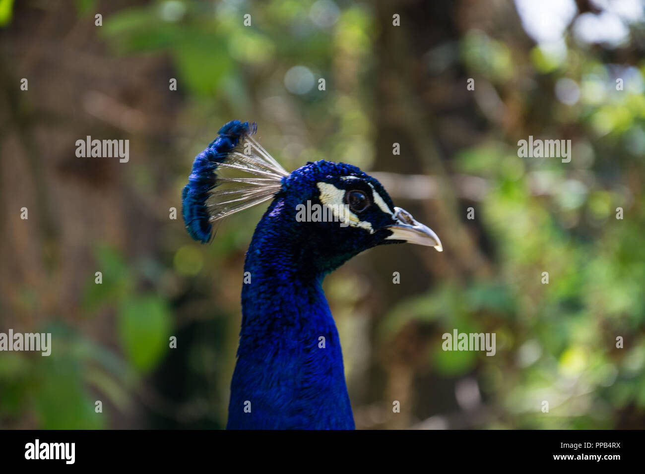 Pavo is a genus of two species in the pheasant family. The two species ...