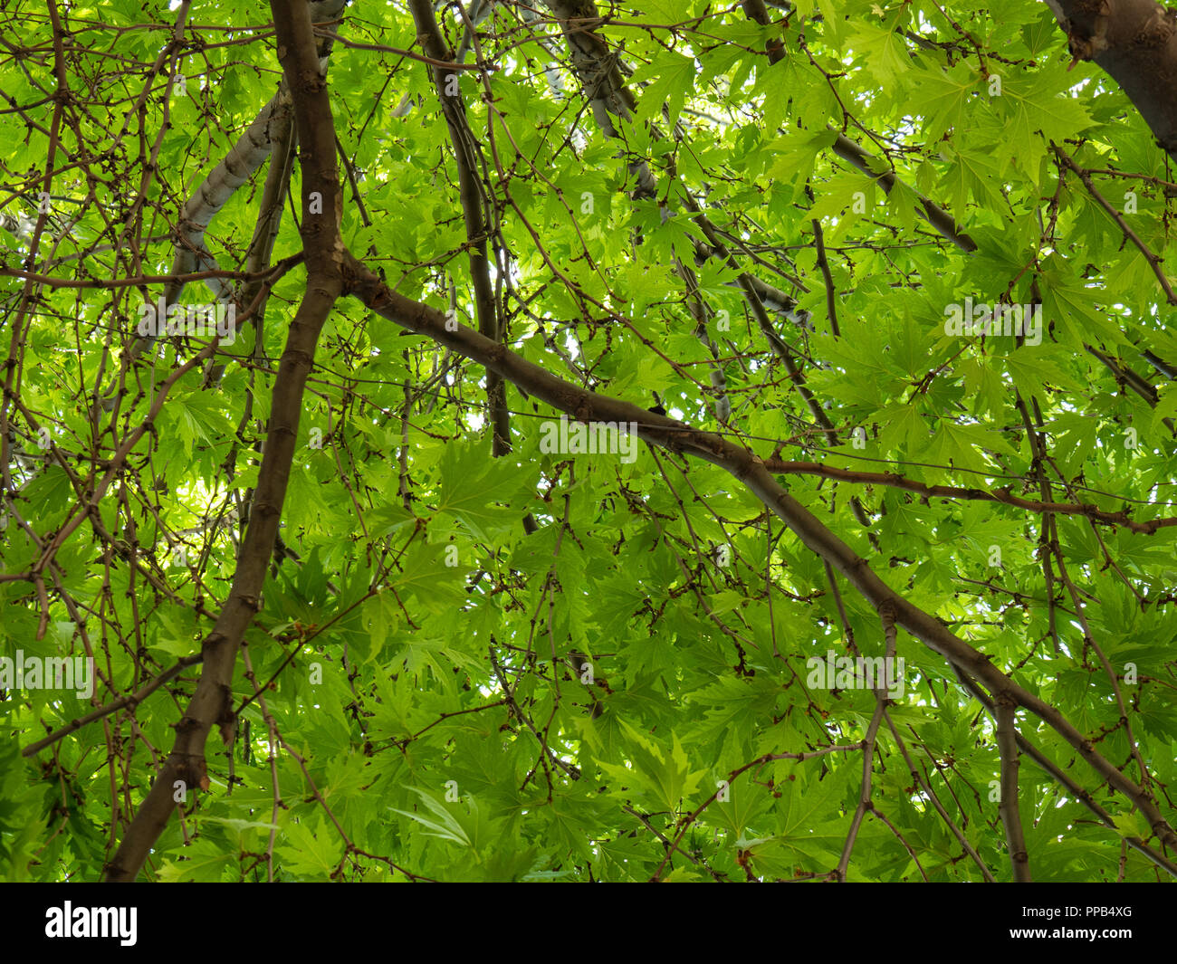 tree, branches and leaves background Stock Photo - Alamy