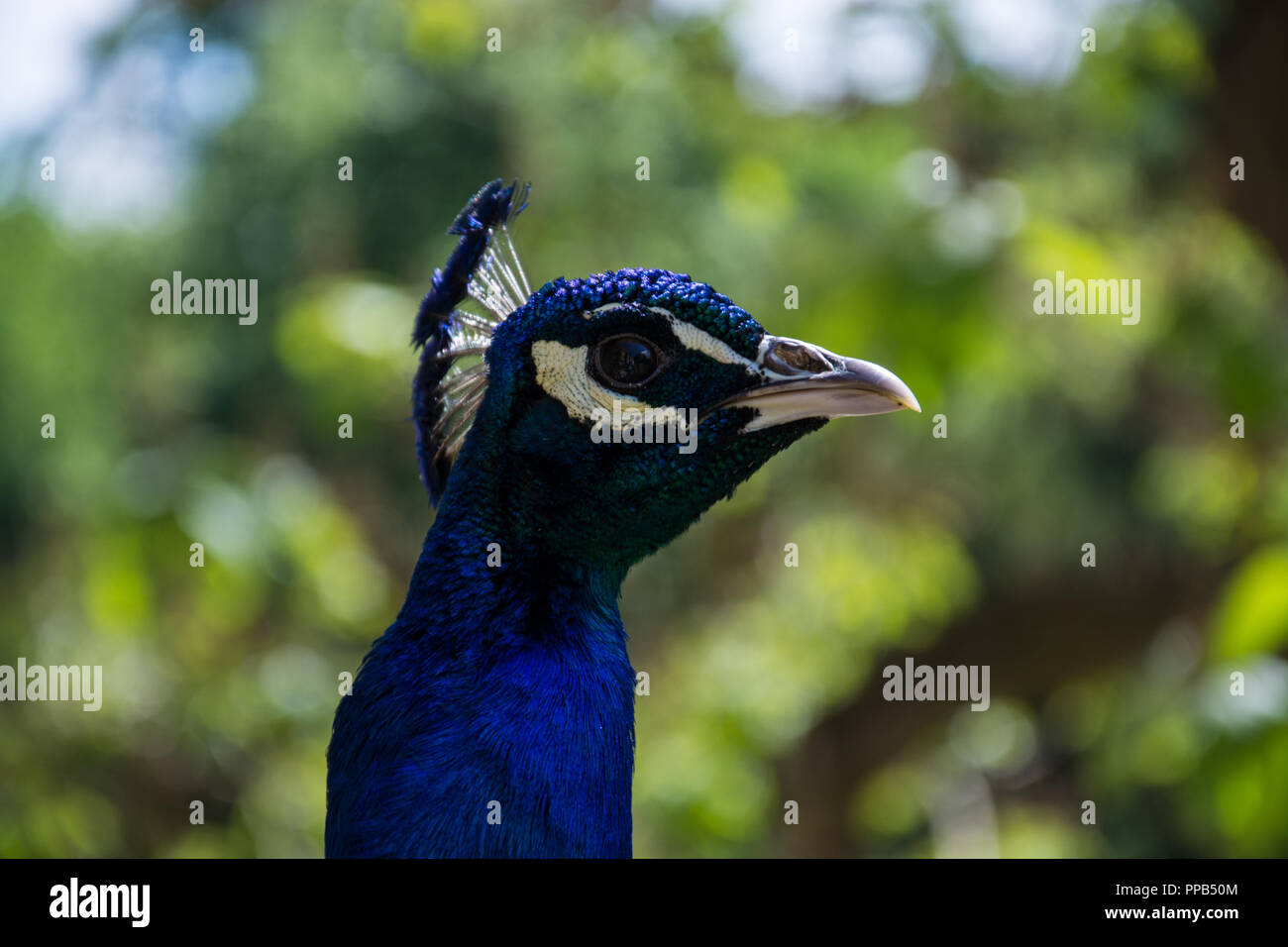 Pavo is a genus of two species in the pheasant family. The two species ...