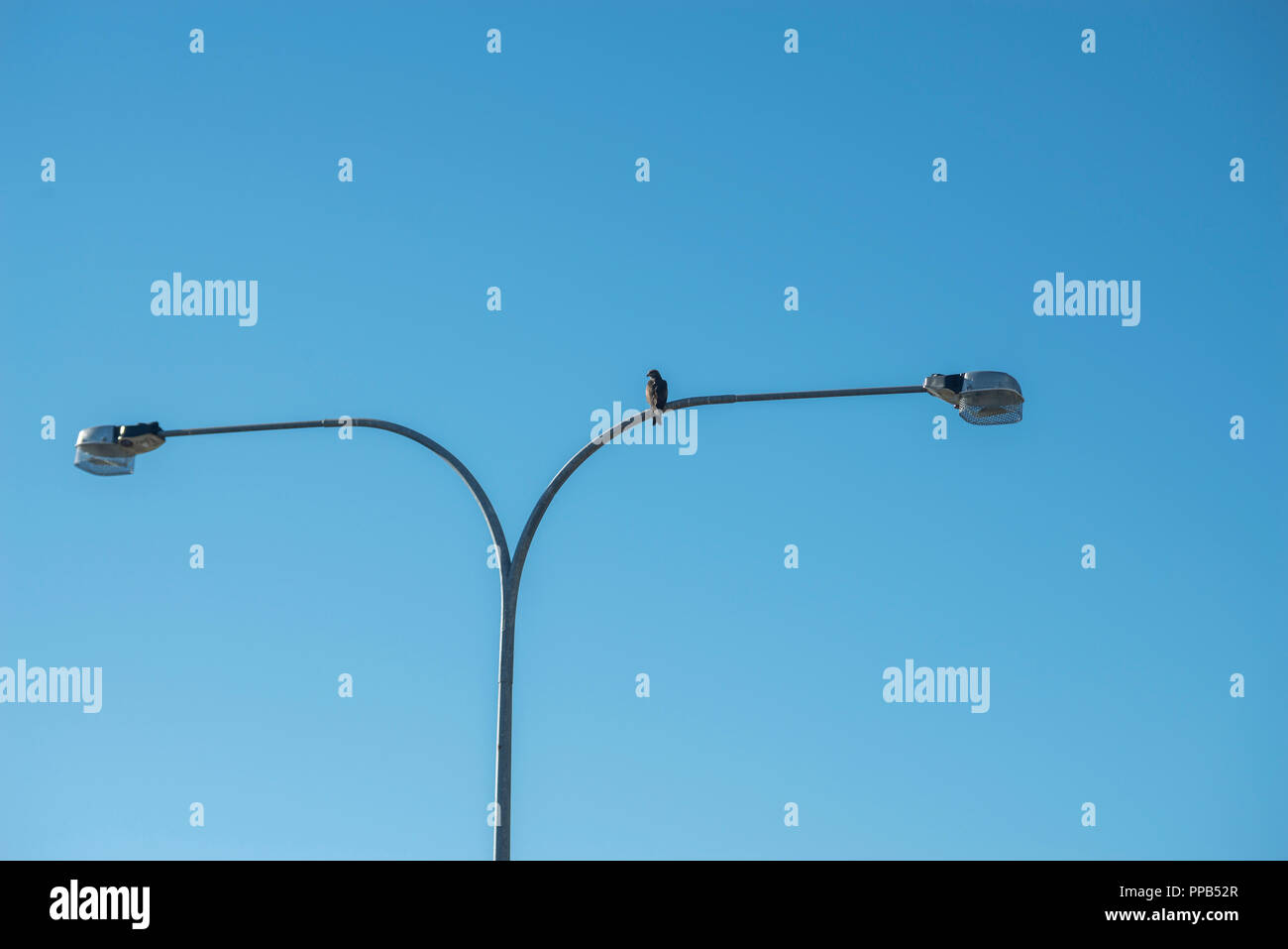 Australian Raven High Resolution Stock Photography and Images - Alamy