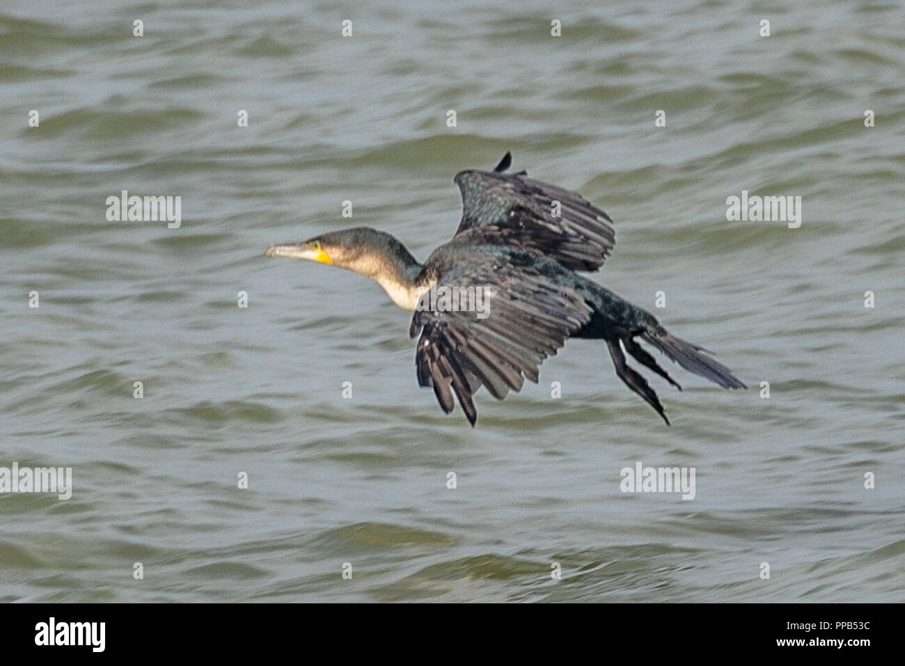 White-breasted Cormorants, Phalacrocorax lucidus, landing, Lake Tana ...