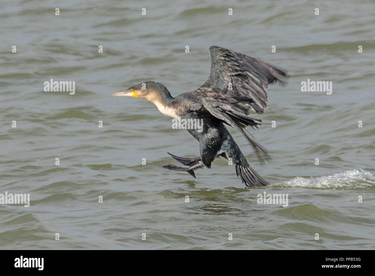 White-breasted Cormorants, Phalacrocorax lucidus, landing, Lake Tana ...