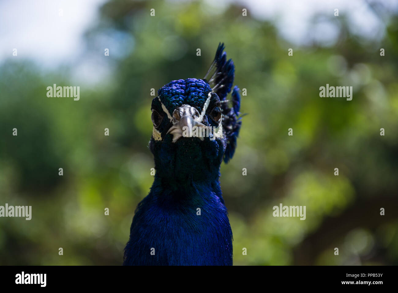 Pavo is a genus of two species in the pheasant family. The two species ...