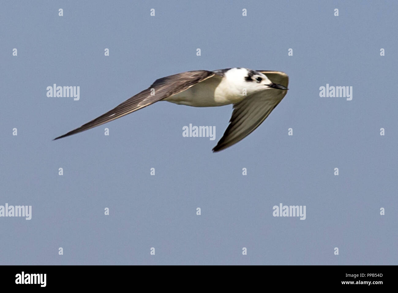 Grey-headed Gull, non-Breeding, Chroicocephalus cirrocephalus, aka grey ...