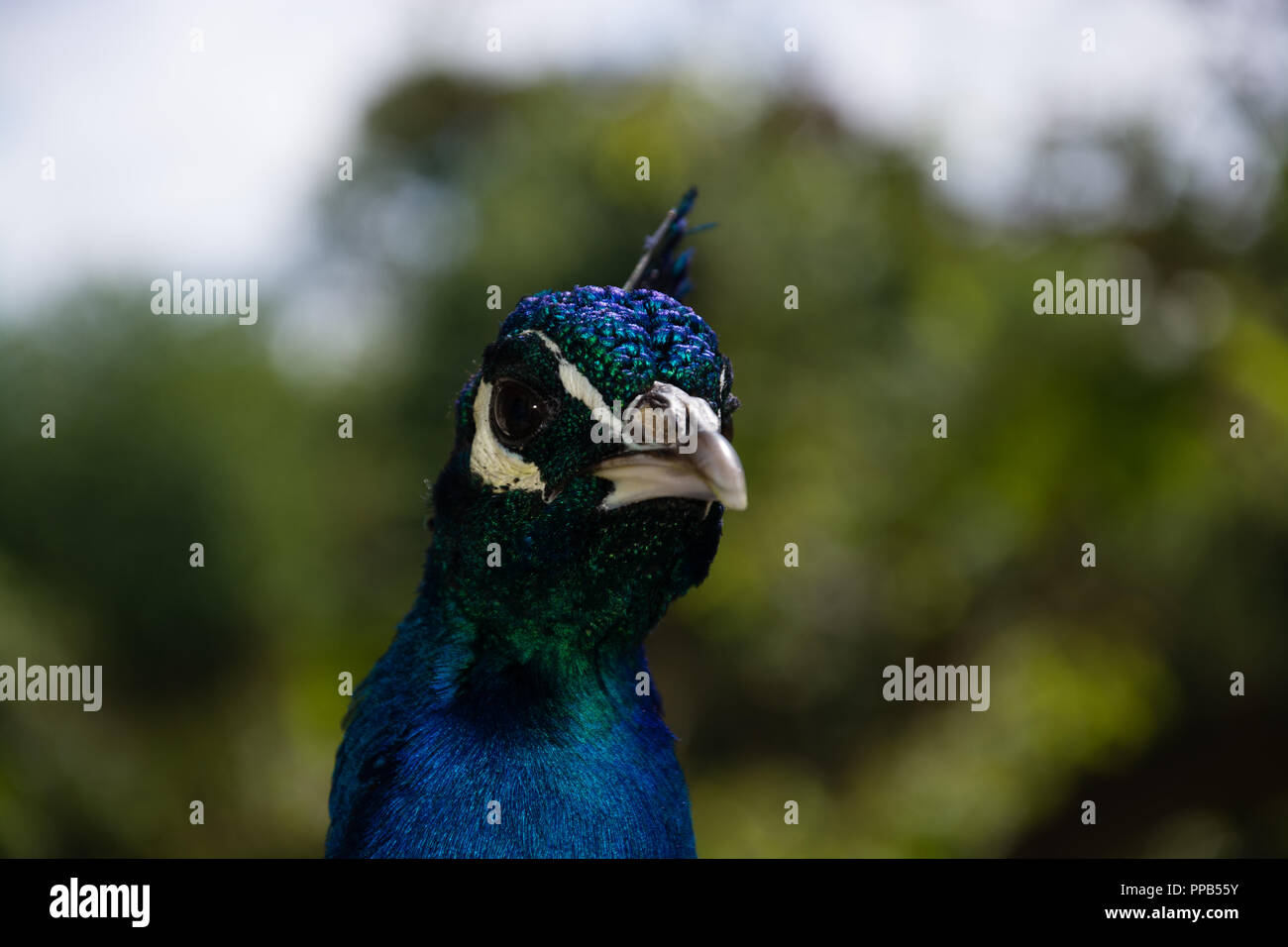 Pavo is a genus of two species in the pheasant family. The two species ...