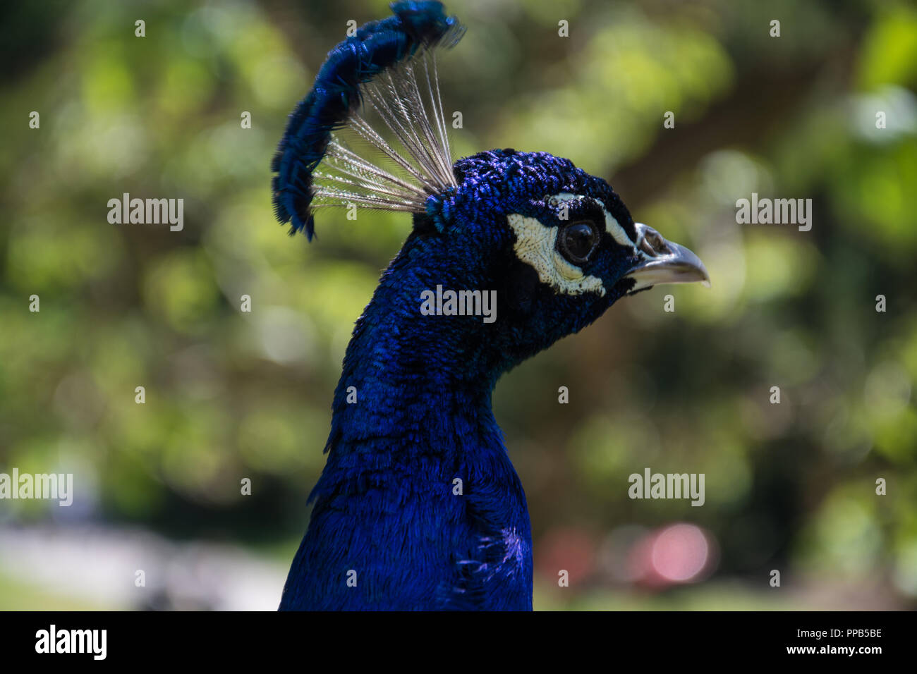 Pavo is a genus of two species in the pheasant family. The two species ...