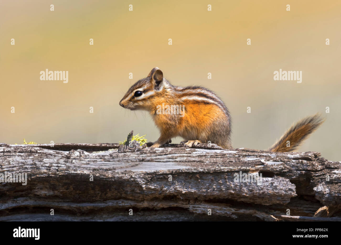 Yellow-pine chipmunk (Tamias amoenus Stock Photo - Alamy