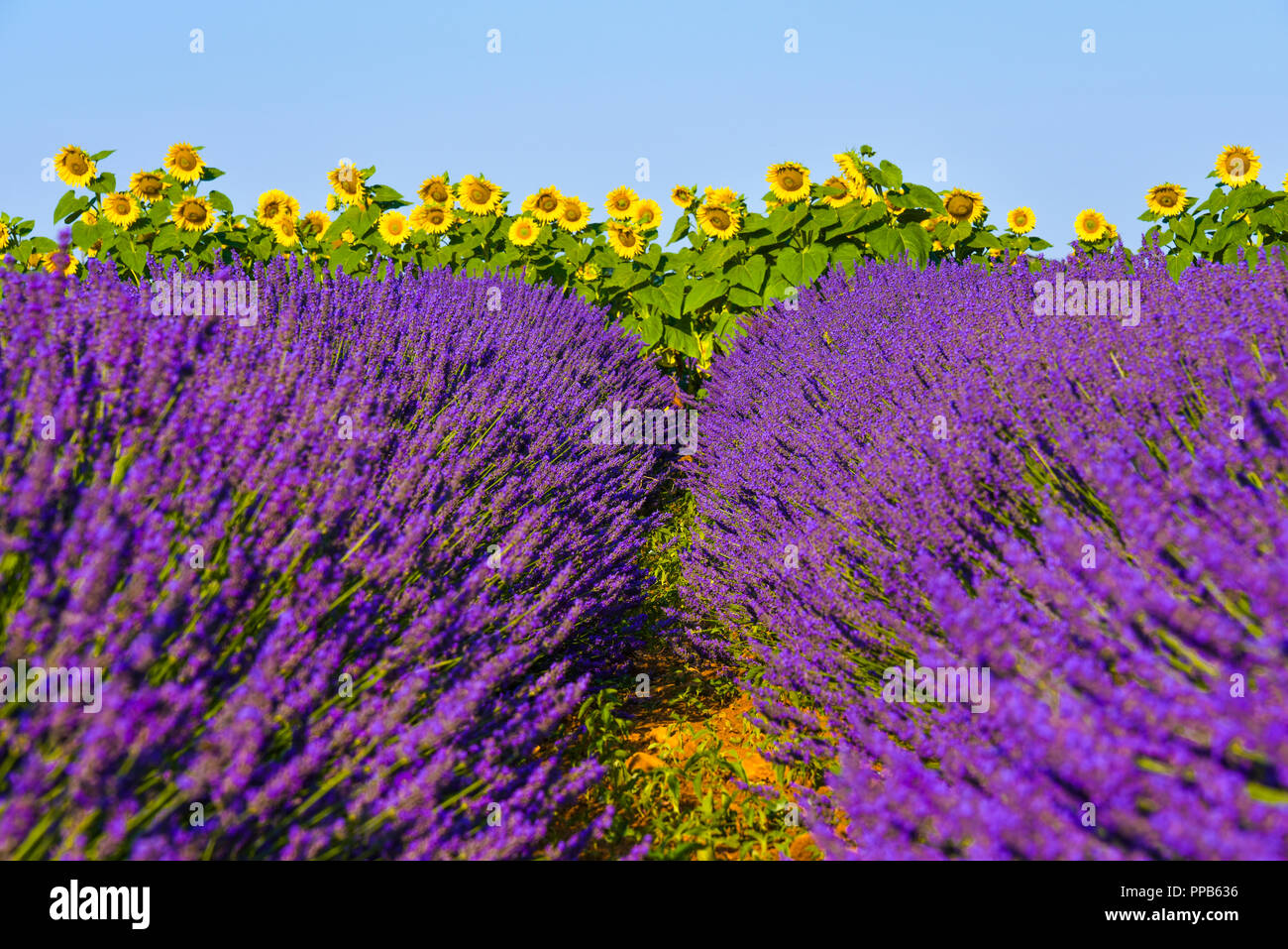 Sunflowers provence france hi-res stock photography and images - Alamy