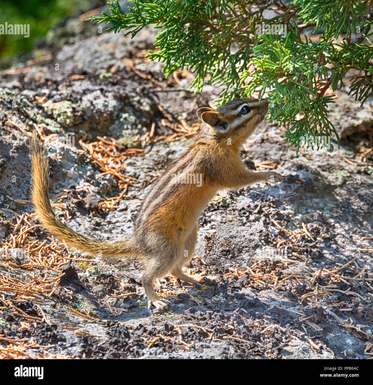 Yellow pine chipmunk tamias amoenus hi-res stock photography and images ...