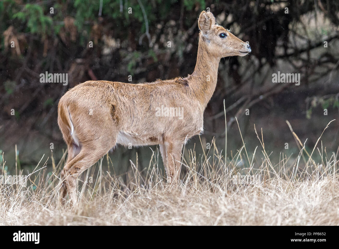 Female Reedbuck, Bale Mountains, Ethiopia Stock Photo - Alamy