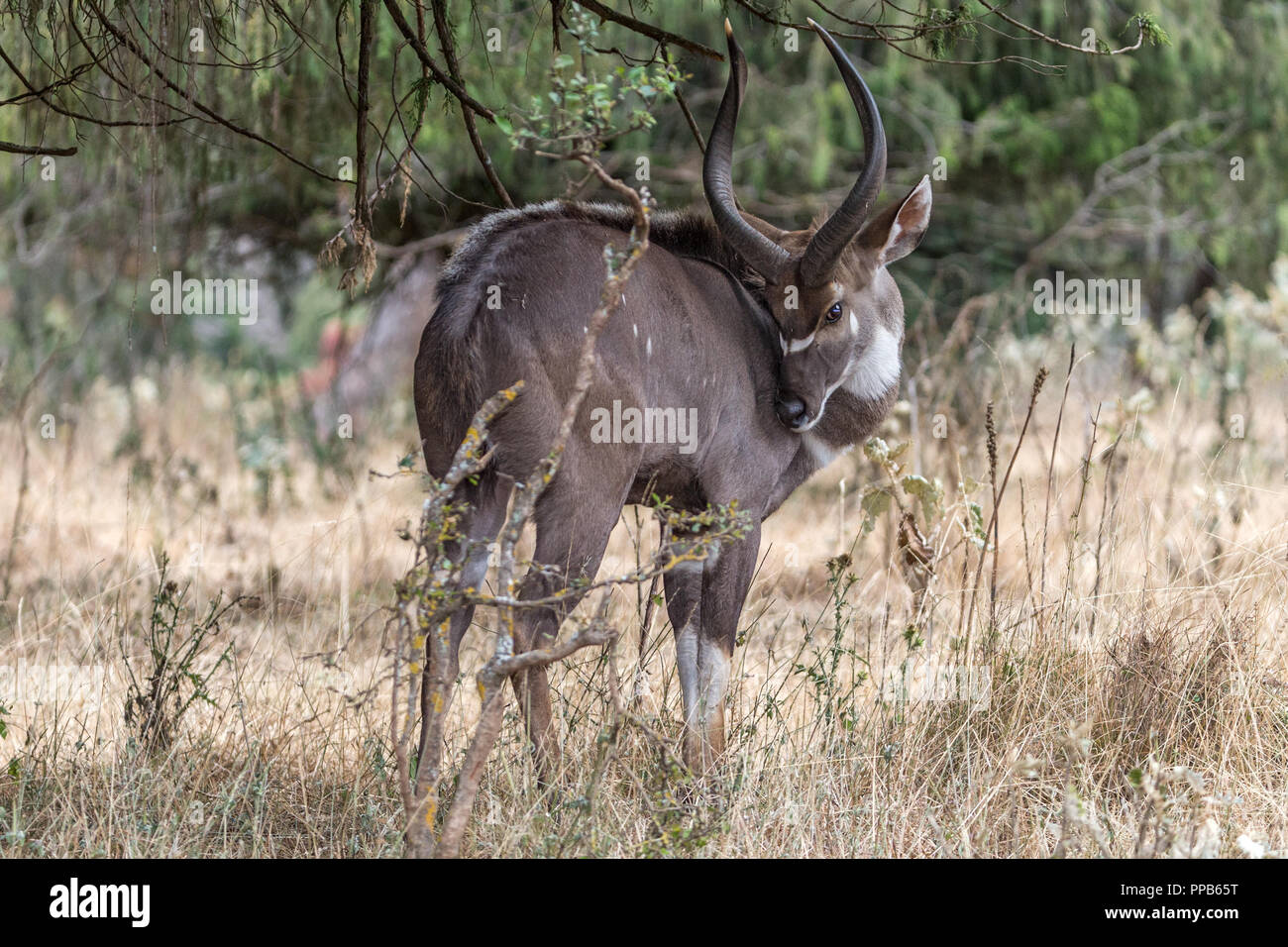 Mountain nyala hi-res stock photography and images - Alamy
