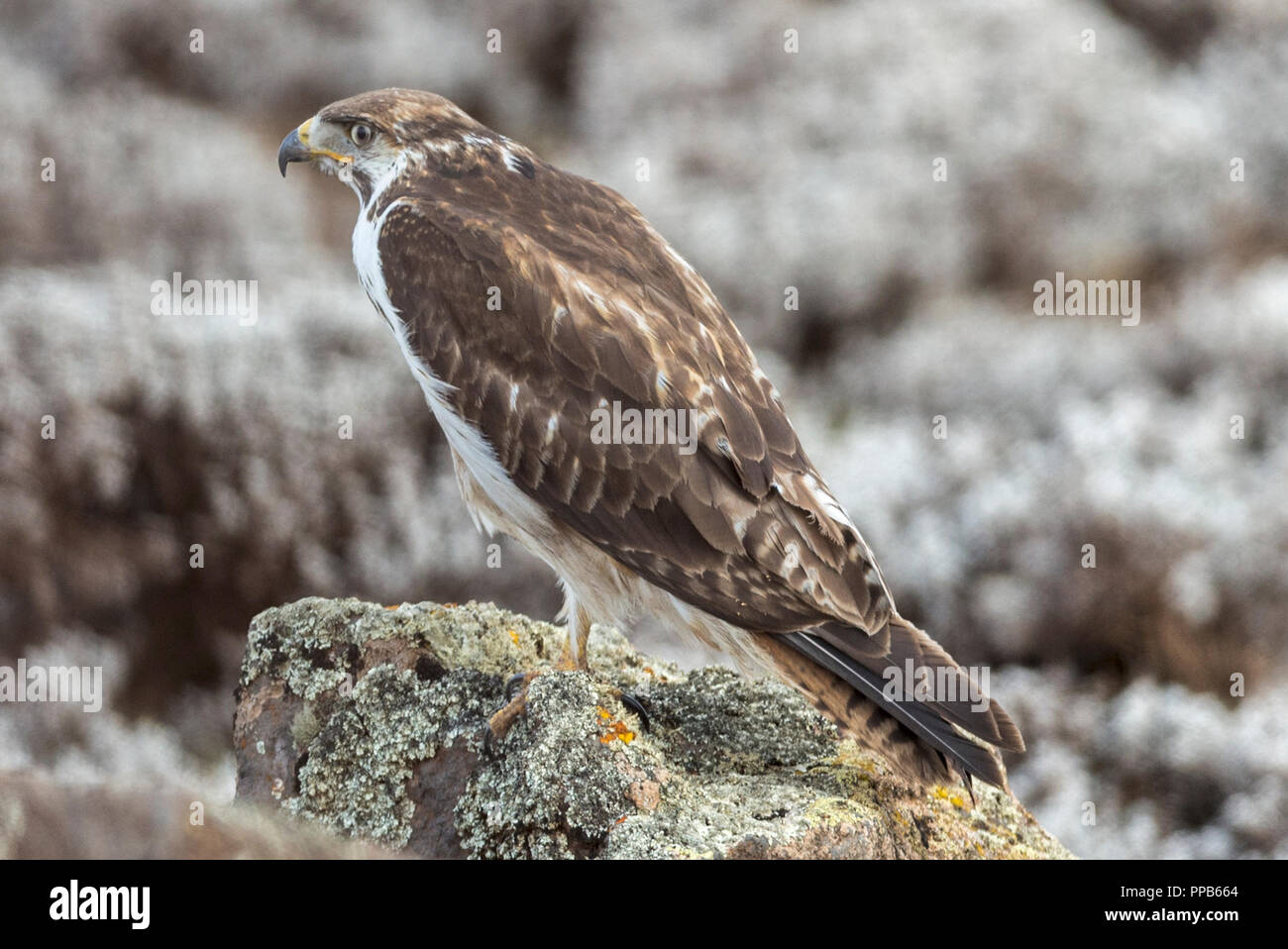 African hawk-eagle, Aquila spilogaster, Bale Mountains, Ethiopia Stock ...