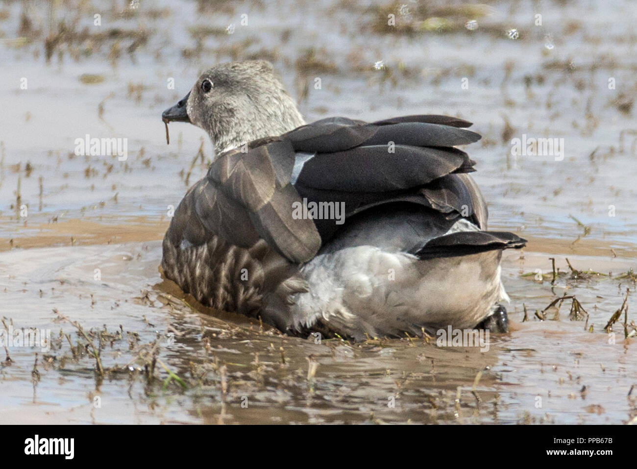 Blue-winged goose (Cyanochen cyanoptera), Sanetti Plateau, Bale ...