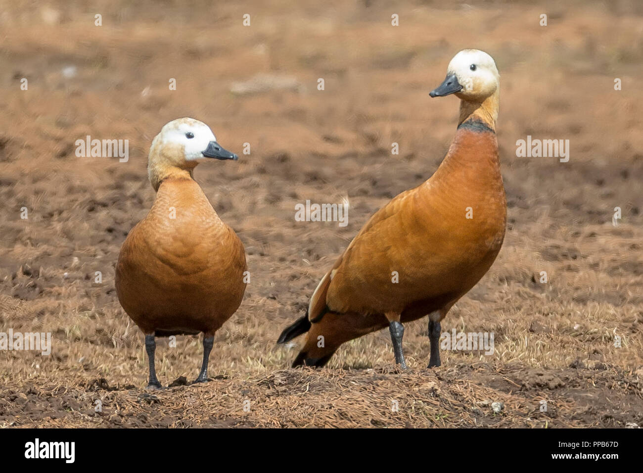 Ruddy shelduck, Tadorna ferruginea, known in India as the Brahminy duck ...