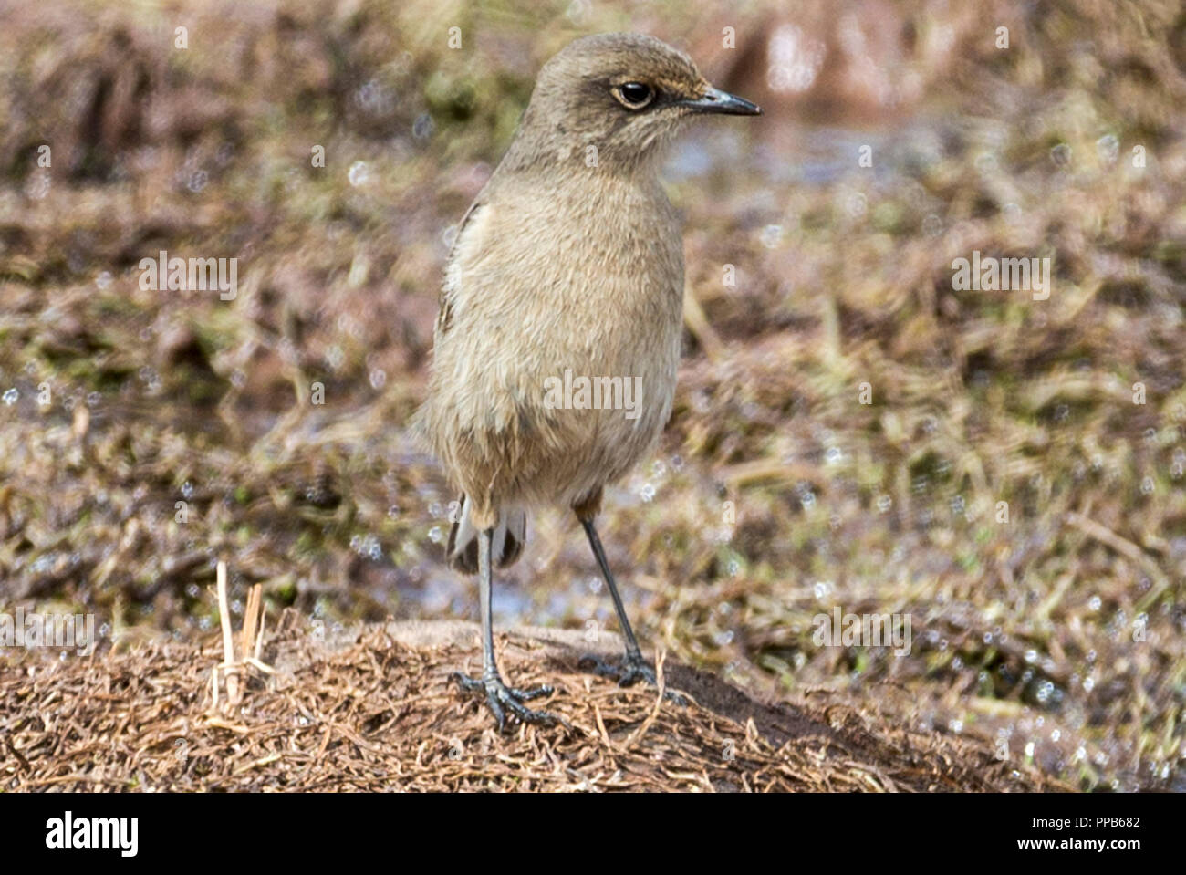 Moorland chat (Pinarochroa sordida), also known as the alpine chat or ...