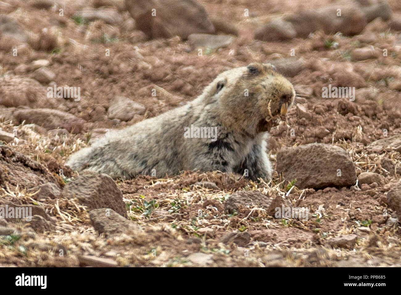 Giant Mole-Rat, aka big-headed African mole-rat, giant root-rat ...