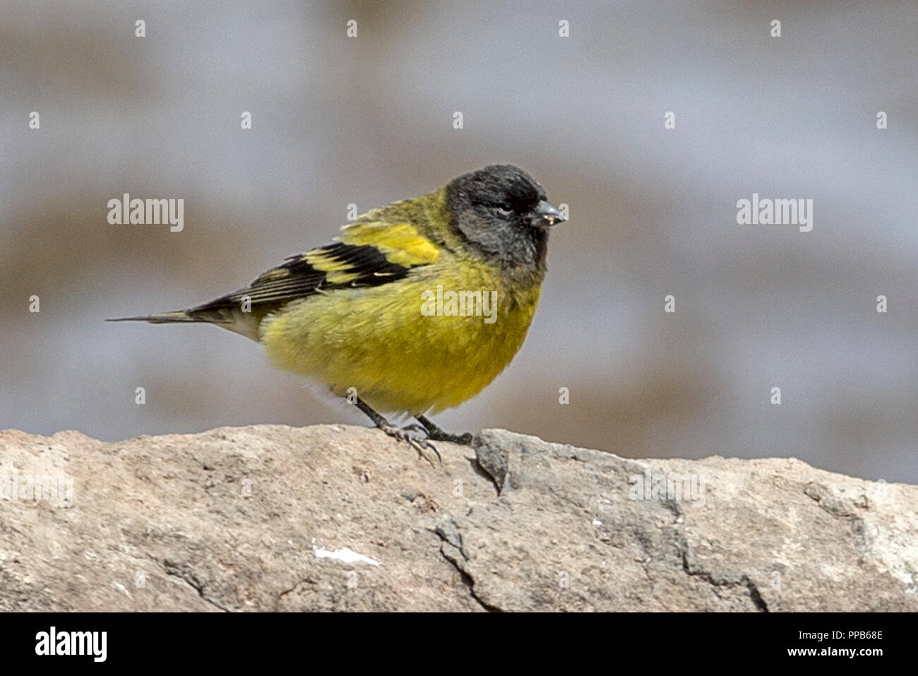 Male Ethiopian siskin, aka Abyssinian siskin or Black-headed siskin ...
