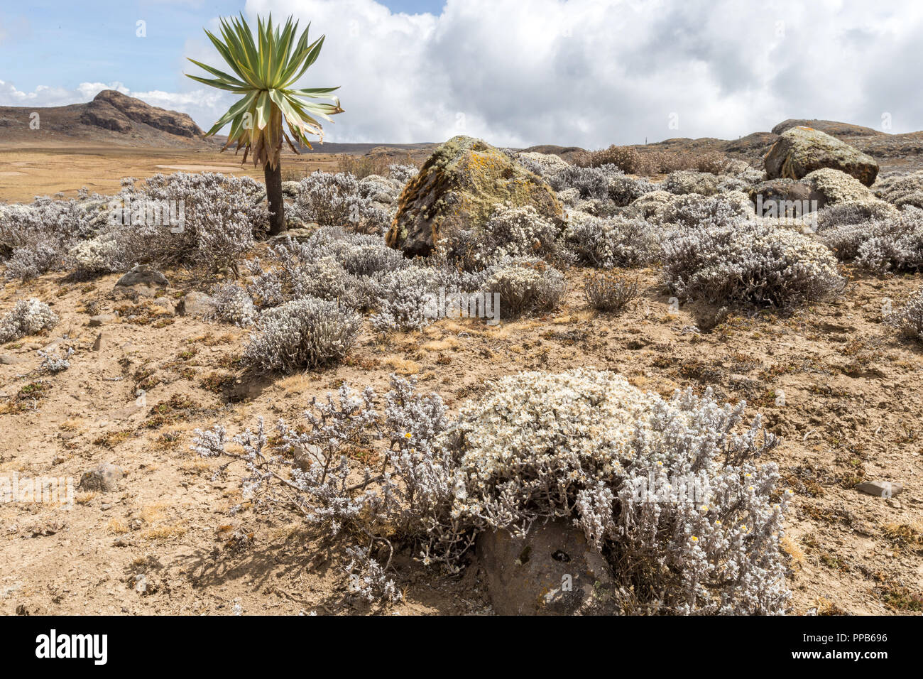 Afroalpine zone hi-res stock photography and images - Alamy