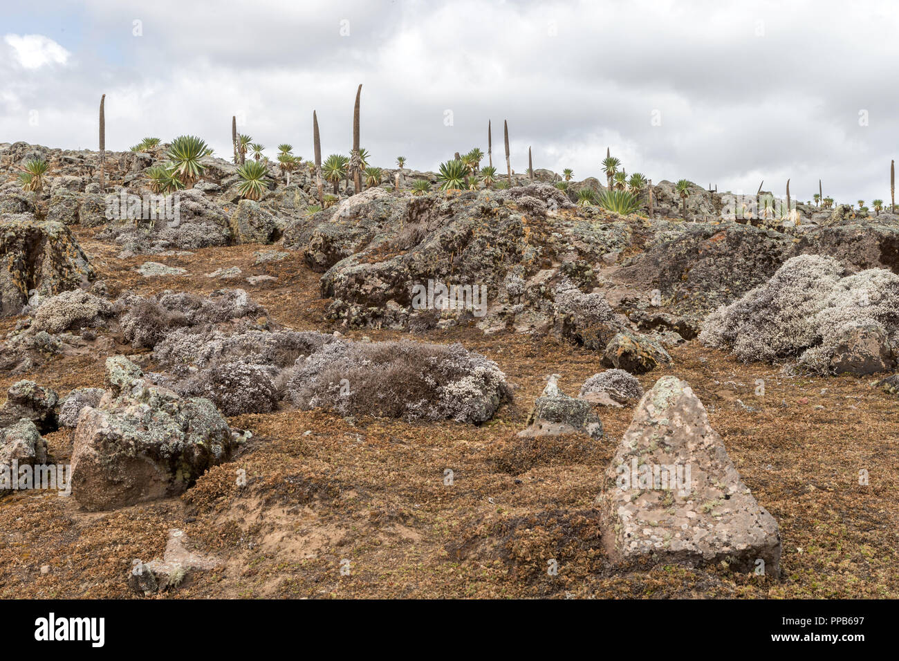 Giant Lobellia, Sanetti Plateau, Afroalpine and Subafroalpine zones ...