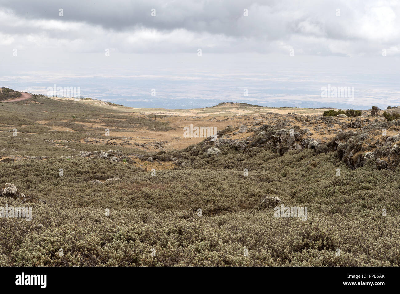 Afroalpine and Subafroalpine zones, Sanetti Plateau, Bale Mountains ...