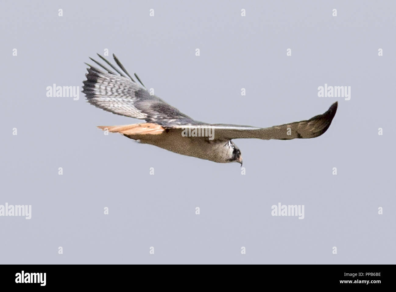 Augur Buzzard, Buteo augur, Sanetti Plateau, Bale Mountains, Ethiopia ...
