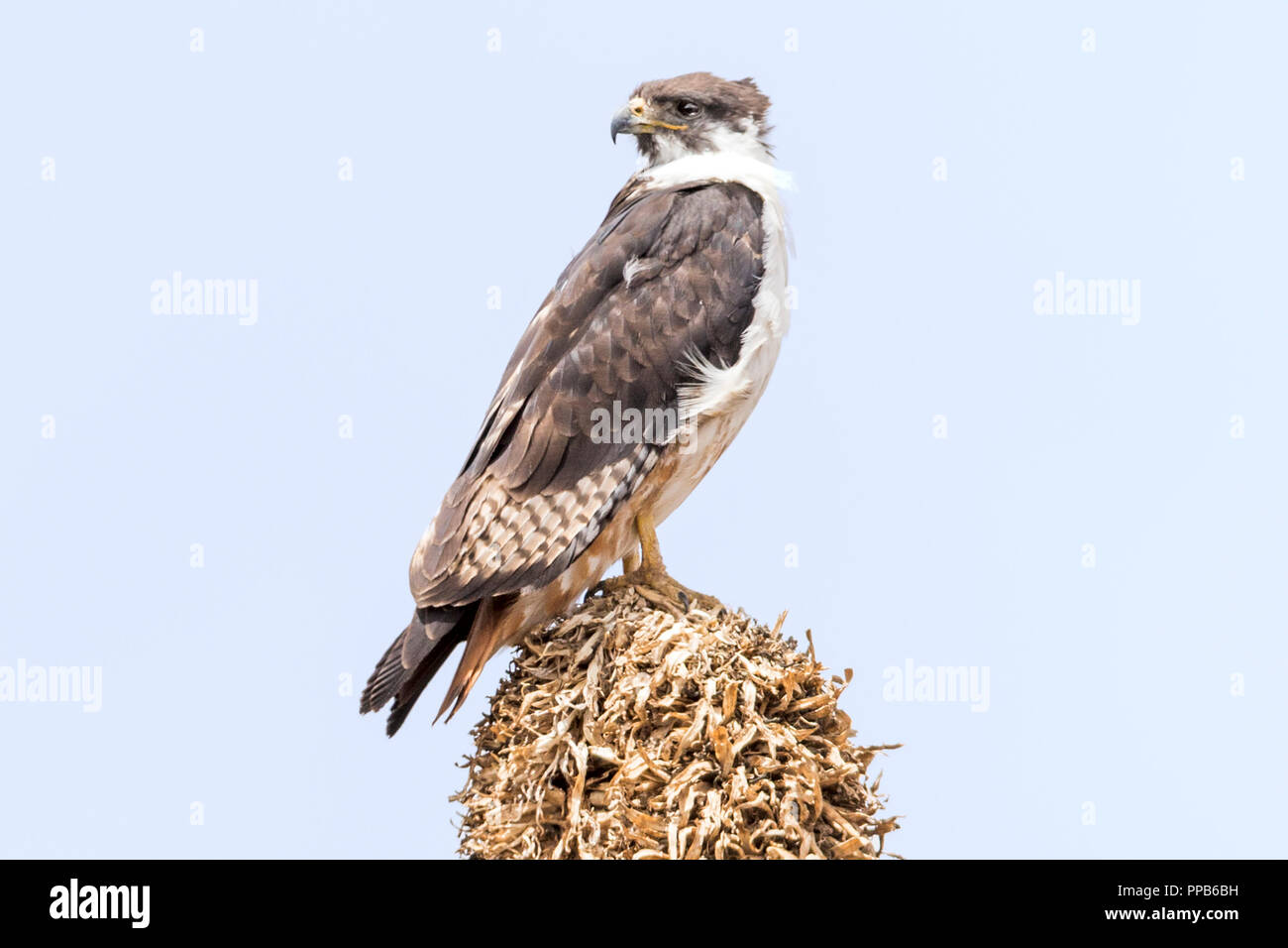 Augur Buzzard, Buteo augur, Sanetti Plateau, Bale Mountains, Ethiopia ...